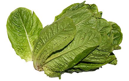 Comprar Sementes de Alface Romana - Semente Rara - Venda de Sementes ...