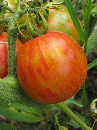 Comprar Sementes de Tomate Flame - Semente Rara - Venda de Sementes ...