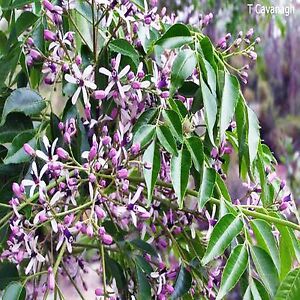 Comprar Sementes de Cinamomo Gigante - Melia azedarach L. - Semente ...