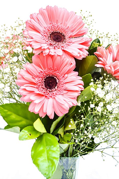 Gérberas Cor de Rosa - Estrela Flores