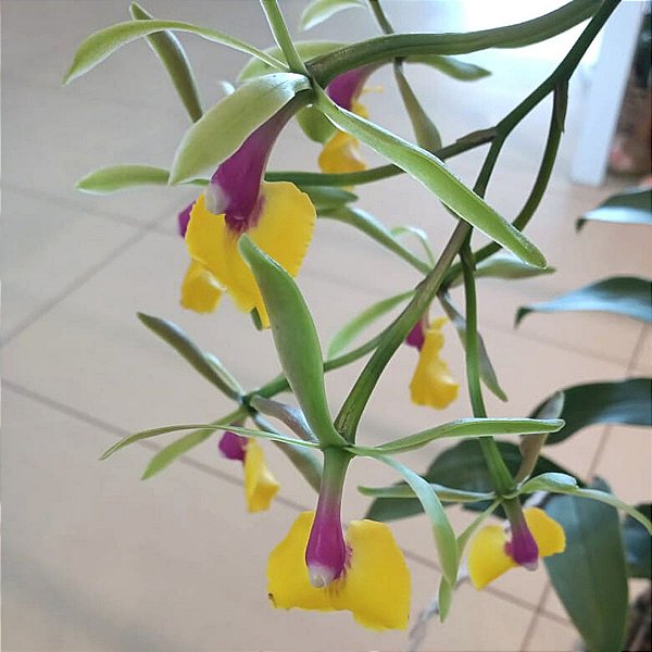 Epicattleya Rene Marques (Epidendrum pseudepidendrum x Cattleya ...