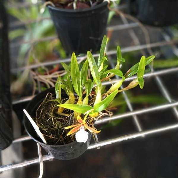 Dinema polibulbo (polybulbon) - Orquídeas & Cia