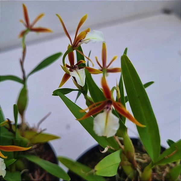 Dinema polibulbo (polybulbon) - Orquídeas & Cia