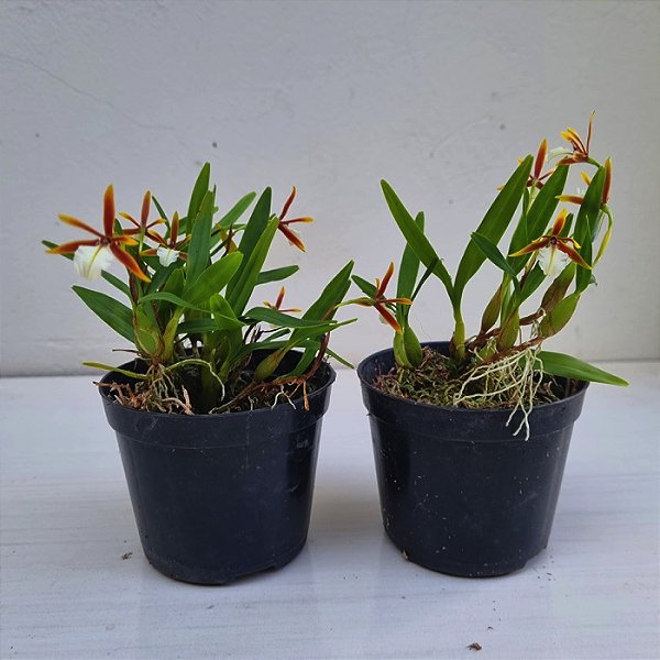 Dinema polibulbo (polybulbon) - Orquídeas & Cia