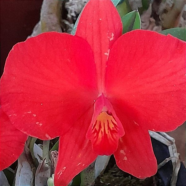 Sophronitis coccinea (Cattleya coccinea) - Orquídeas & Cia