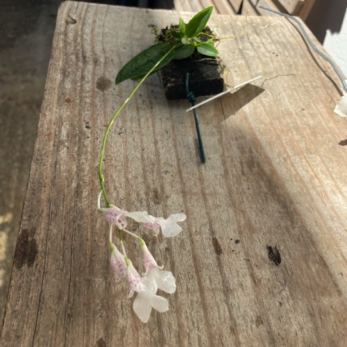 Rodriguezia decora - Orquídeas & Cia