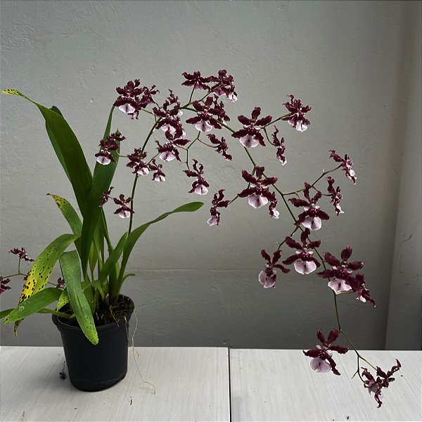 Oncidium Sharry baby (Orquídea chocolate) - Orquídeas & Cia