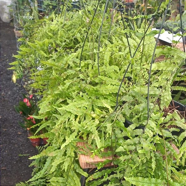 Folhagem Samambaia de Metro ADULTO (Polypodium subauriculatum ...