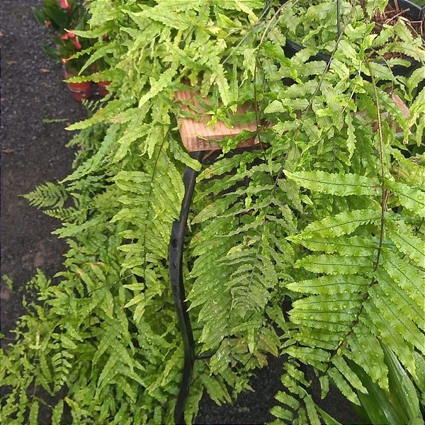 Folhagem Samambaia de Metro ADULTO (Polypodium subauriculatum ...