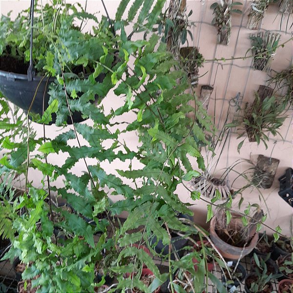 Folhagem Samambaia de Metro ADULTO (Polypodium subauriculatum ...