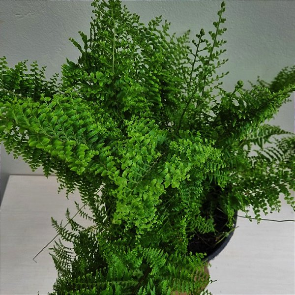 Samambaia cabelo de anjo ou asa de anjo (Adiantum raddianum ...