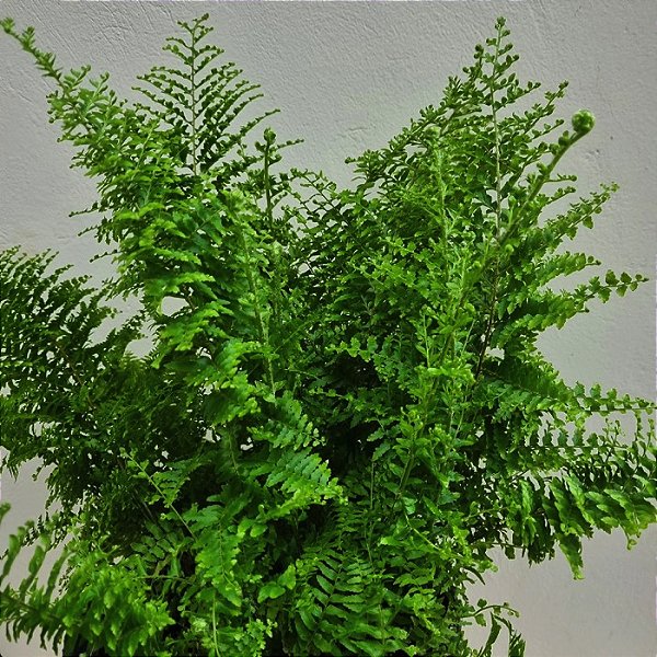 Samambaia cabelo de anjo ou asa de anjo (Adiantum raddianum ...