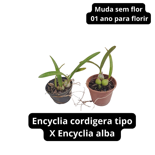 Encyclia cordigera var. atropurpurea - Orquídeas & Cia