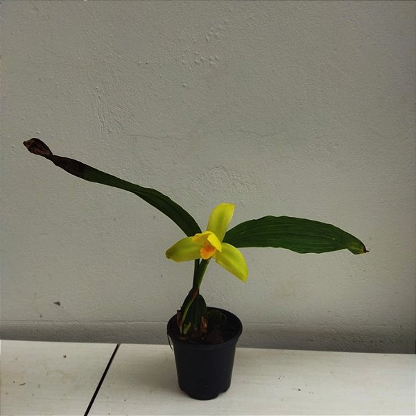 Lycaste (cores diversas) - Orquídeas & Cia