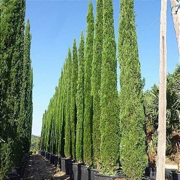 Cipreste Italiano ou Pinheiro Vela (Cupressus sempervirens ...