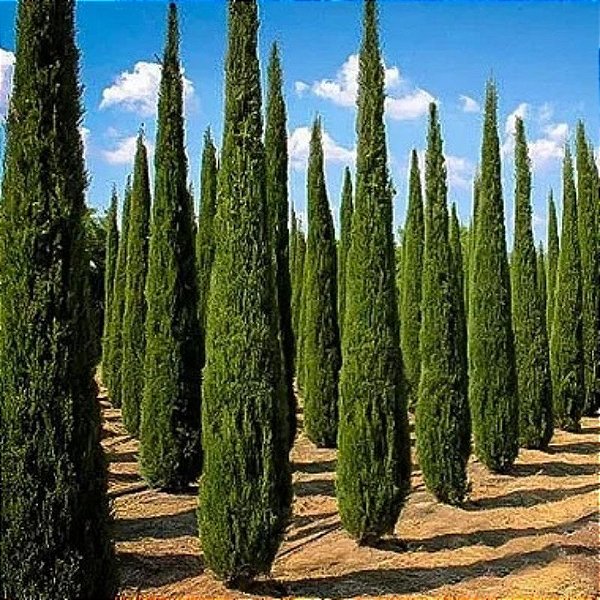 Cipreste Italiano ou Pinheiro Vela (Cupressus sempervirens ...