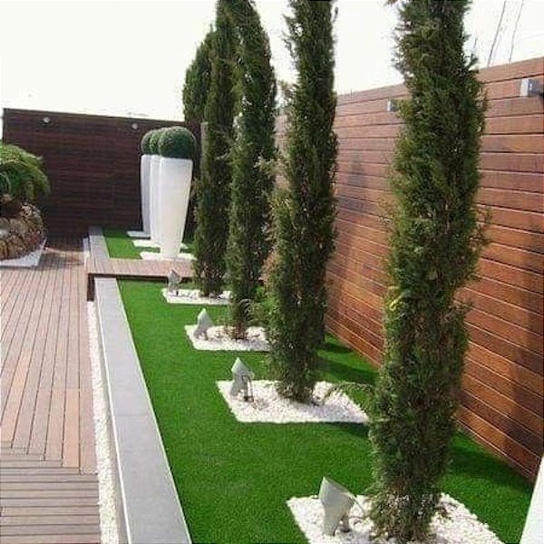 Cipreste Italiano ou Pinheiro Vela (Cupressus sempervirens ...