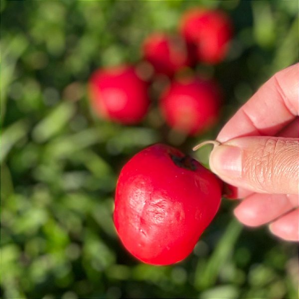Molho de Pimenta Rocoto - Pimenta do Zé