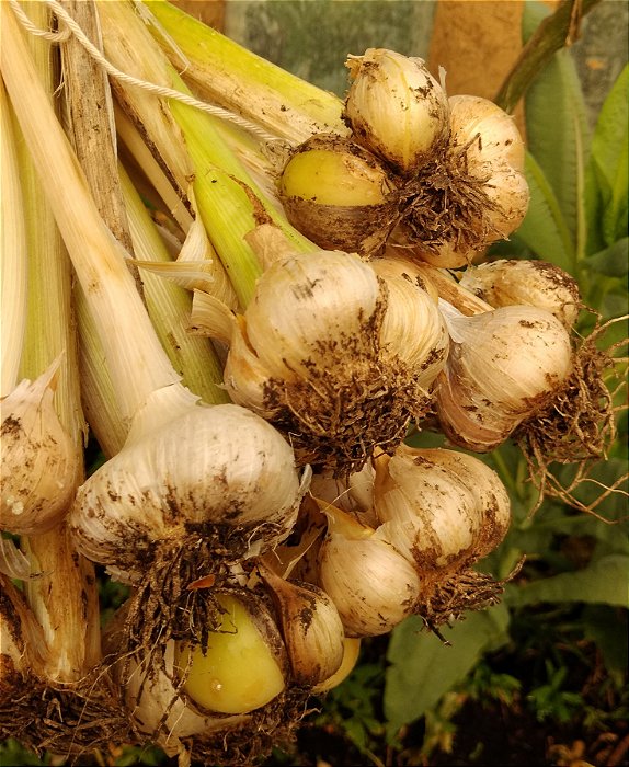 Alho Macho - Alho Elefante - Fractal Sementes Crioulas, PANCs , raridades