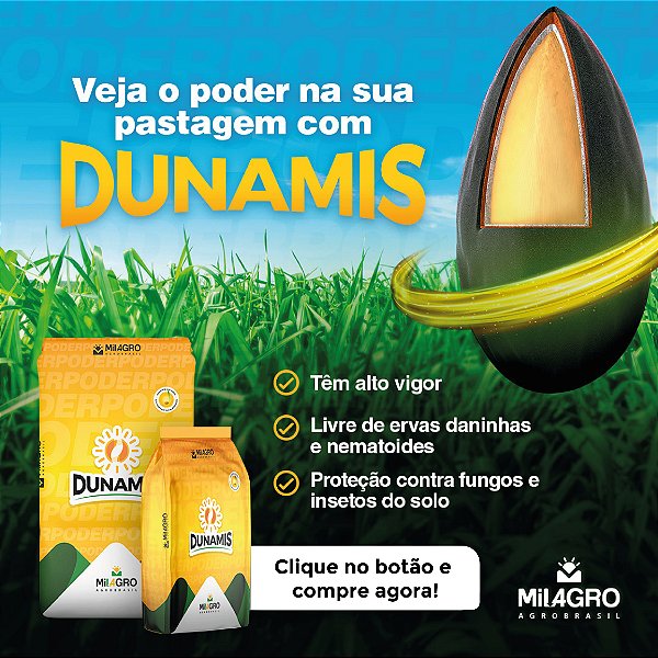 Semente Capim Dunamis Brachiaria Pastagem Bovino 20kg. - Loja Milagro ...
