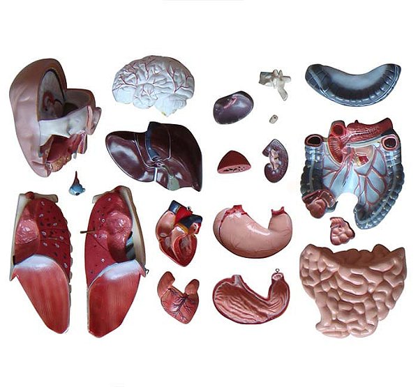 Modelo de Torso 85cm, Assexuado - 20 peças - Global Labor