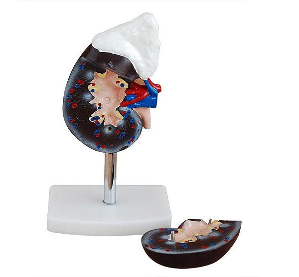 Modelo Rim Humano com Glândula Adrenal - Global labor