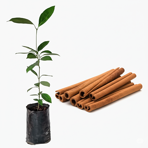 CANELA (Cinnamomum Verum) - Rebrotar Plantas
