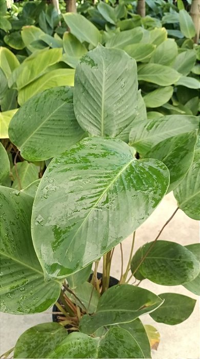 MINI MARANTA CHARUTO (Calathea lutea) - Muda com até 80 cm - Rebrotar ...