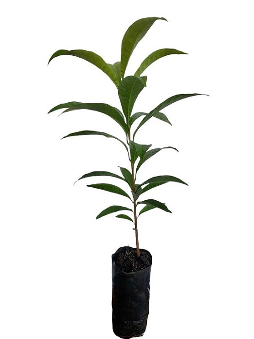 CANISTEL (Pouteria campechiana) - Muda com até 60 cm - Rebrotar Plantas