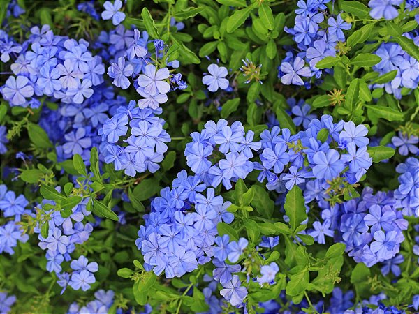 BELA EMÍLIA ou JASMIM AZUL (Plumbago auriculata) - Até 40 cm - Rebrotar ...