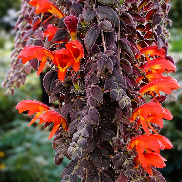 COLUMÉIA GLORIOSA (Columnea gloriosa) – Cuia 24 - Rebrotar Plantas