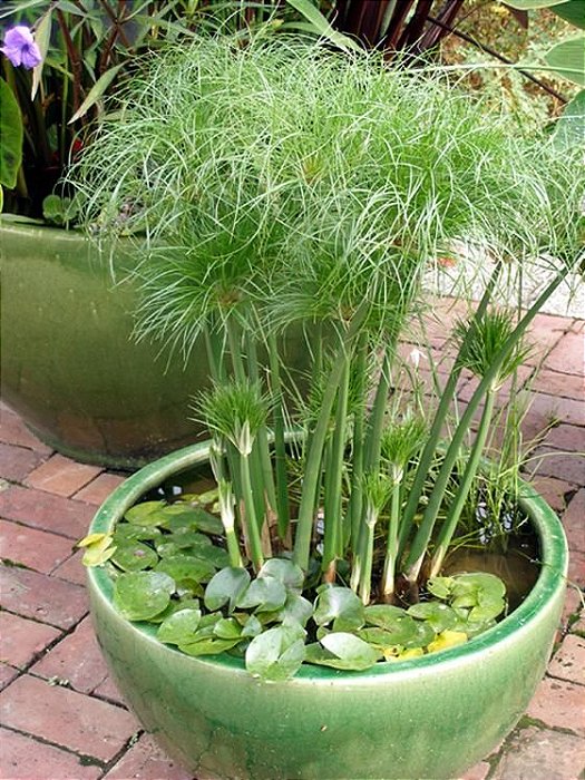 MINI PAPIRUS (Cyperus papyrus ‘Nanus’) - Rebrotar Plantas