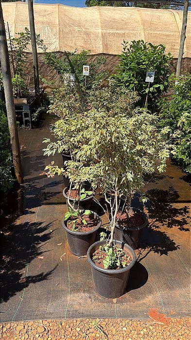 JABUTICABA VARIEGATA (Plinia cauliflora "Variegata") - Muda com até 1 ...