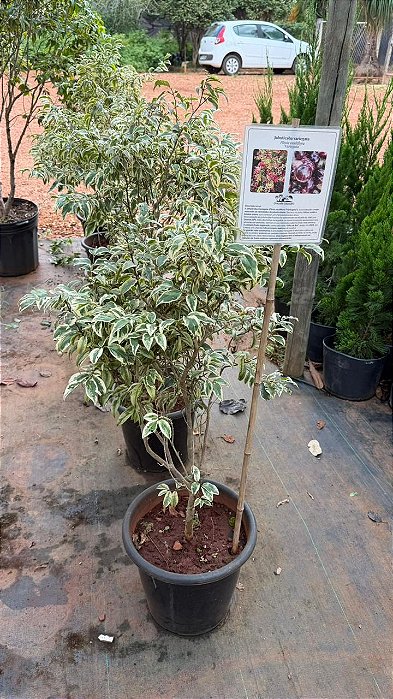 JABUTICABA VARIEGATA (Plinia cauliflora "Variegata") - Muda com até 1 ...