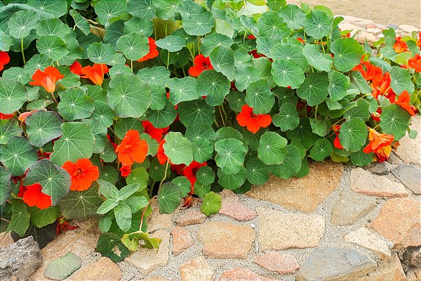 CAPUCHINHA (Tropaeolum majus) - Rebrotar Plantas