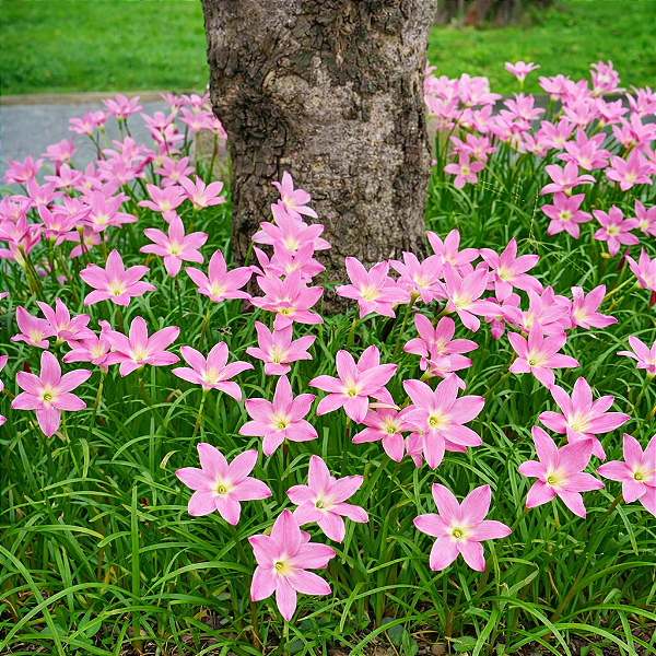 LÍRIO DO VENTO ROSA (Zephyranthus robustus) - Rebrotar Plantas