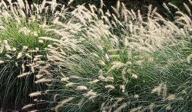 Capim do Texas Verde – Venda e Entrega no RJ | Jardineiros.net ...