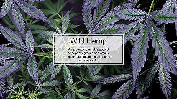 Little Trees Wild Hemp - Little Tree - Aromatizantes