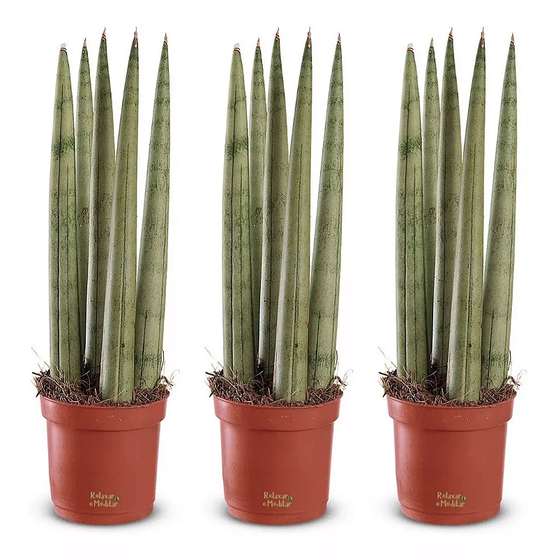 Kit com 3x Lança de São Jorge Reta (Pequena) - Bambu da Sorte - Plantas ...