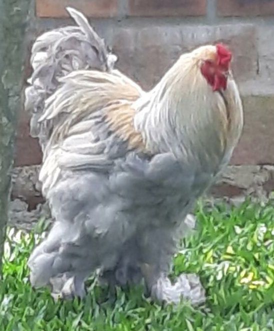 BRAHMA ISABELA com Garantia de Fertilidade (Valor dúzia ovos férteis ...
