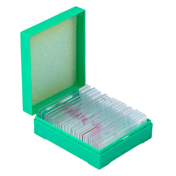 Lâminas Bactérias e Fungos - Ensinolab - Equipamentos para laboratório ...