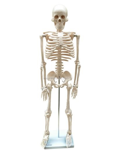 Modelo Anatômico do Esqueleto Humano 85cm - KitsLab