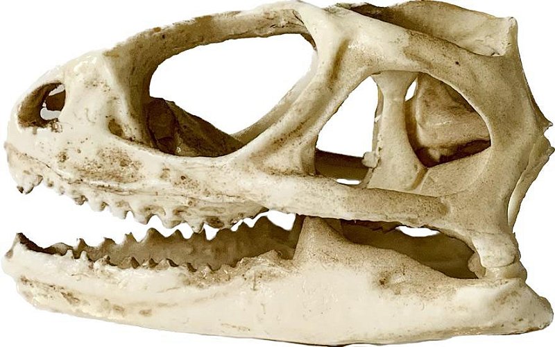Crânio de Tuatara - Bios Réplicas site especializado em biologia e ...