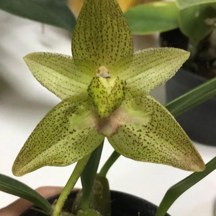 Bulbophyllum Pectinatum planta adulta - Orquidario Ibanez