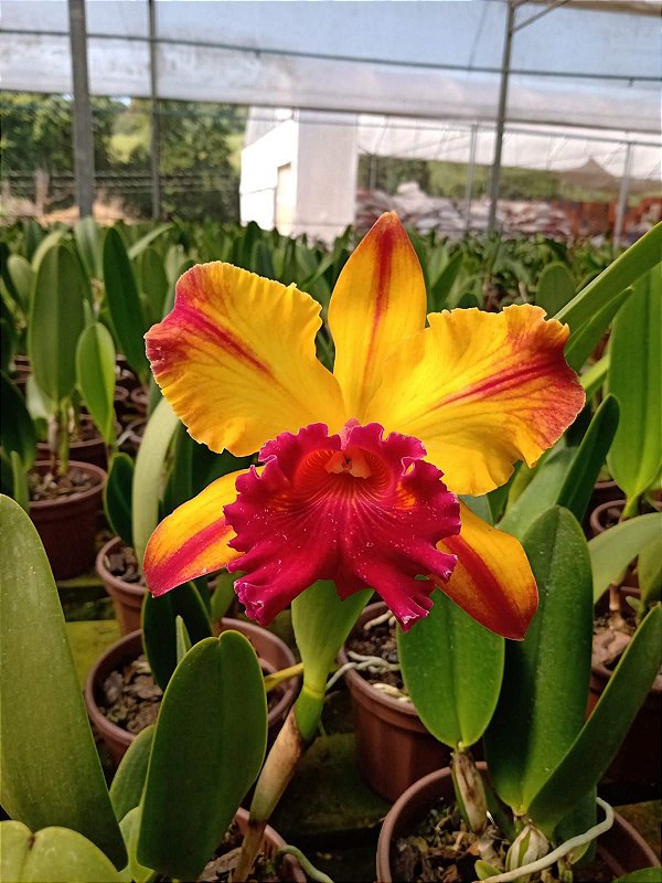 BLC TOSHIE AOKI PLANTA ADULTA - Orquidario Ibanez