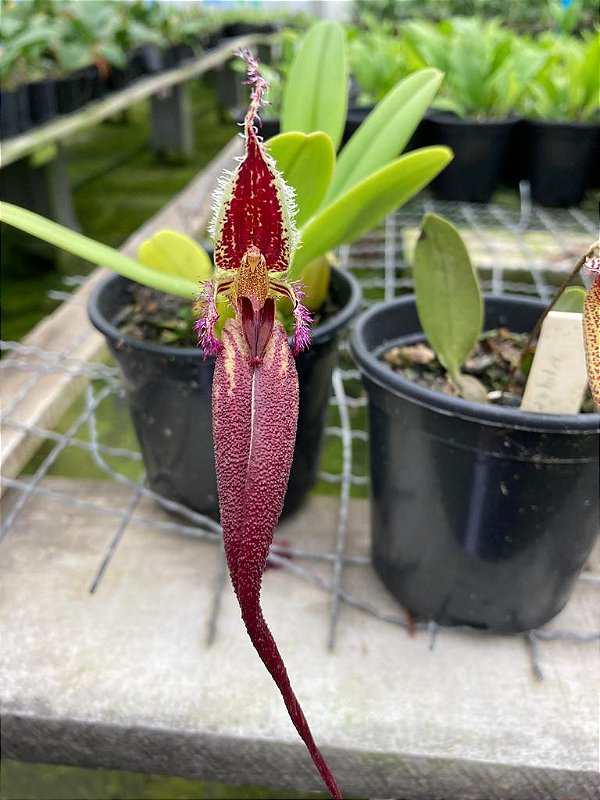 Bulbophyllum Fascinator tipo planta adulta - Orquidario Ibanez