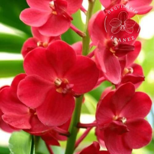 Vanda Kriengchai VERMELHA PLANTA ADULTA - Orquidario Ibanez