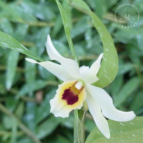 DENDROBIUM CANDIDUM X DENDROBIUM BENSONIAE - Orquidario Ibanez