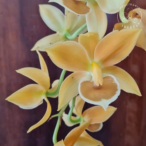 CYCNODES LORRAINE LEE PLANTA ADULTA - Orquidario Ibanez
