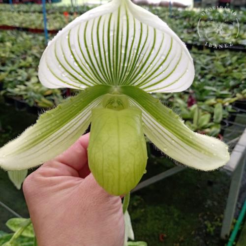 Orquidea Paphiopedillum VERDE - Orquidario Ibanez